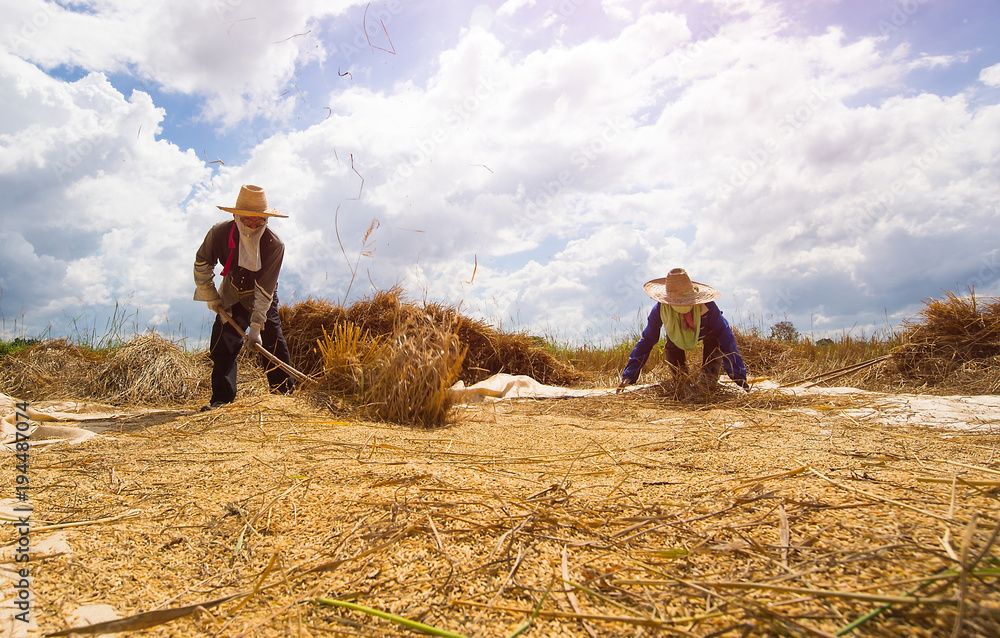 Farmers are throwing rice on the floor to keep rice grain out of Stock ...