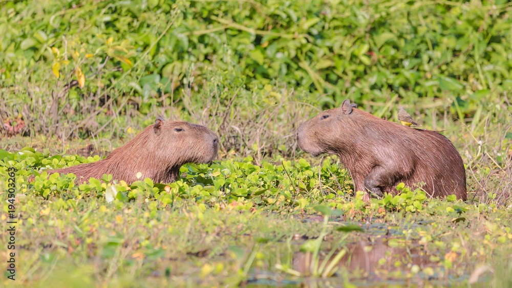 Capybara in the Amazon basin Bolivia Stock Photo | Adobe Stock