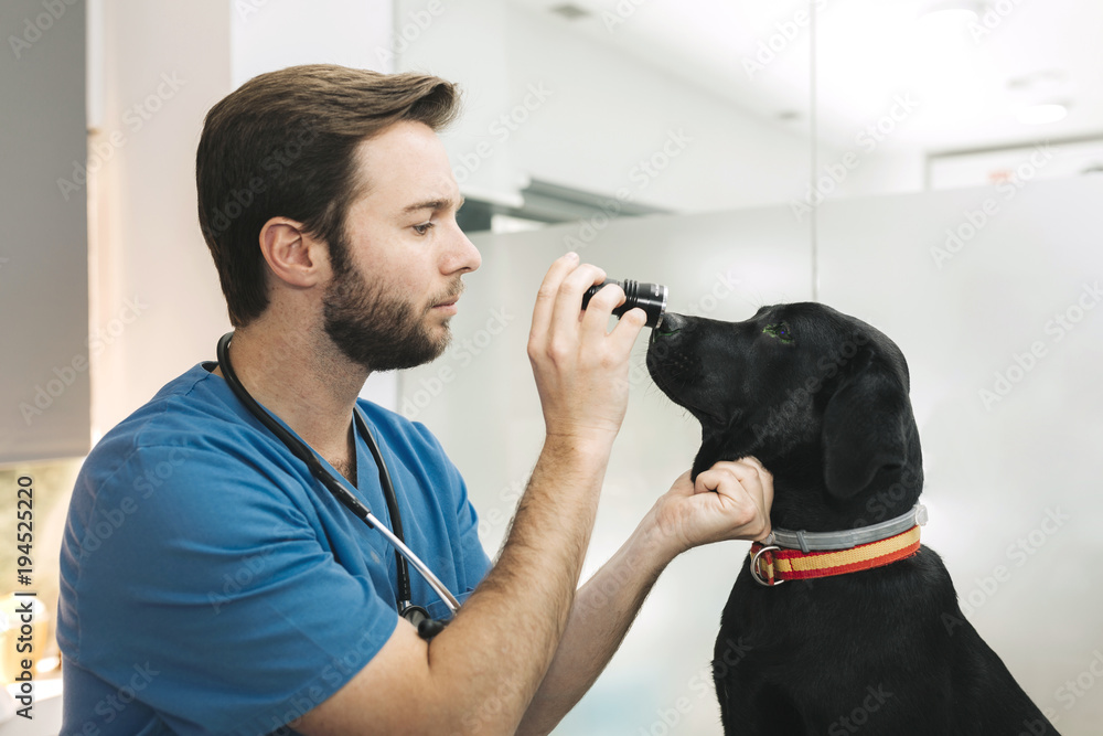 Vet specialist examining dog's eyes Stock Photo | Adobe Stock
