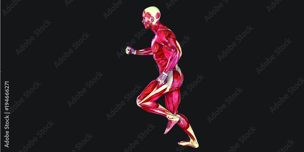 Human Body Anatomy Illustration With Visible Muscles and Tendons Stock ...