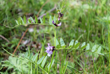 Wild Vetch Free Stock Photo - Public Domain Pictures