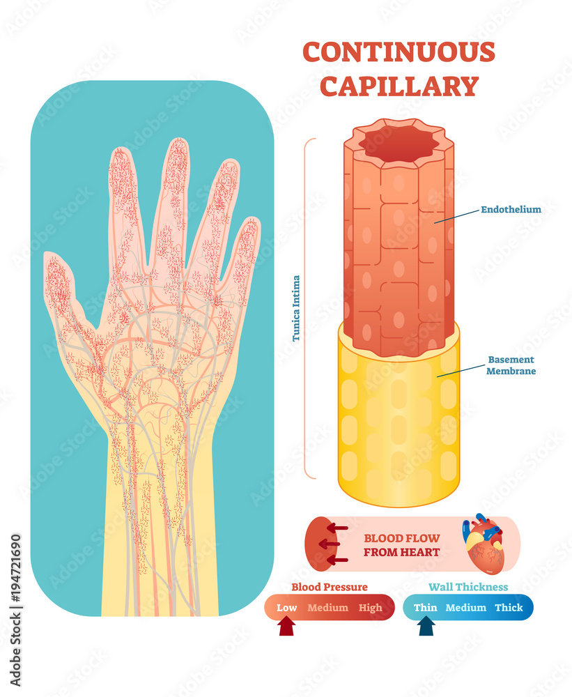 Continuous capillary anatomical vector illustration cross section ...