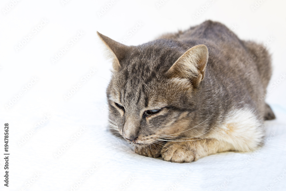 The cat sick as a Feline Calicivirus (FCV) and Feline Herpesvirus (FHV ...