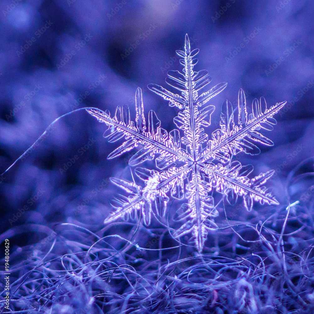 Photo Stock Beautiful detail of a snowflake, a single ice crystal in ...