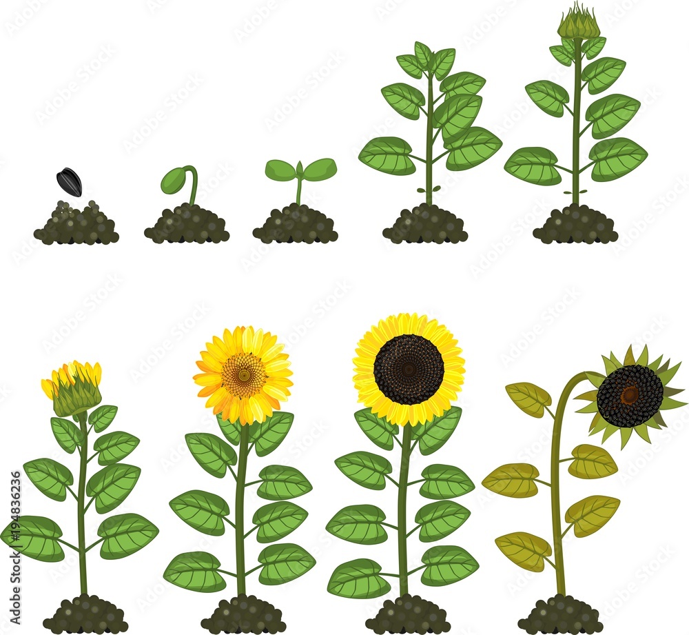 Sunflower life cycle. Growth stages from seed to flowering and fruit ...