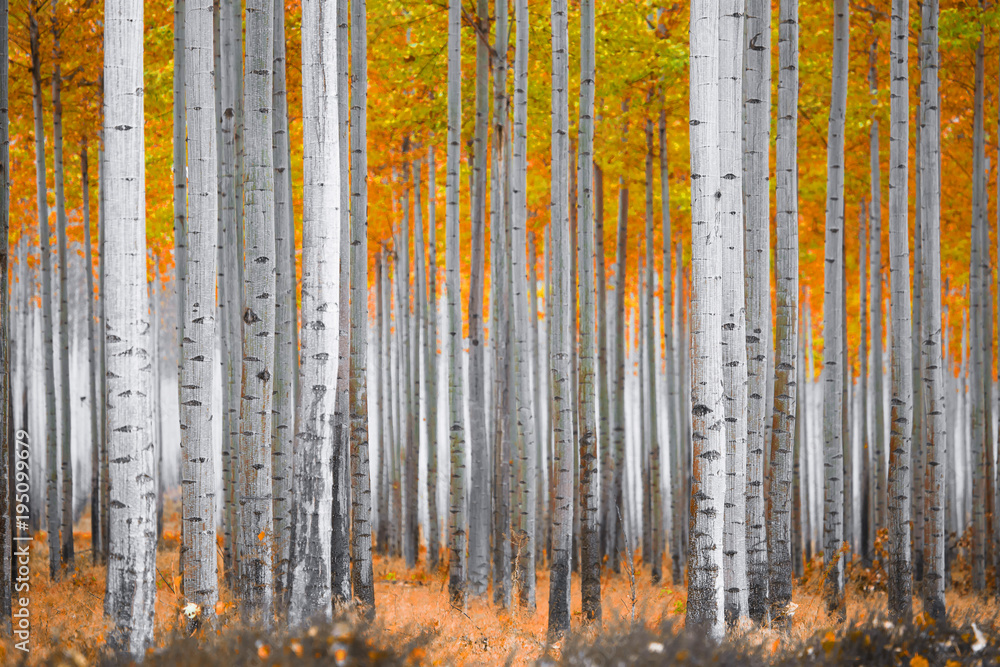 Fall Forest Scene Stock Photo | Adobe Stock