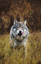 Wild Wolf Free Stock Photo - Public Domain Pictures