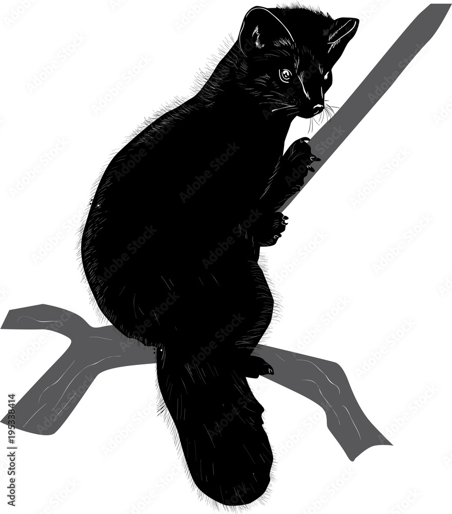 sable silhouette isolated on white Stock Vector | Adobe Stock