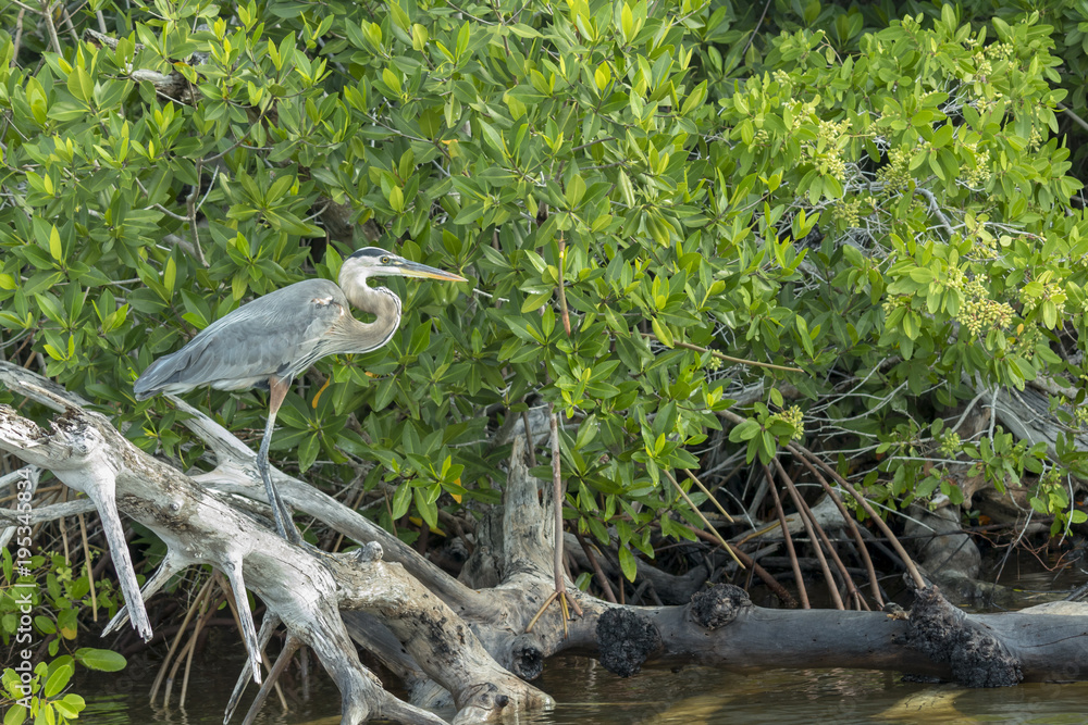 Great Blue Heron shows its elegant long legs. This wading bird lives in ...