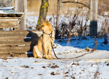 Sad Chained Dog Free Stock Photo - Public Domain Pictures