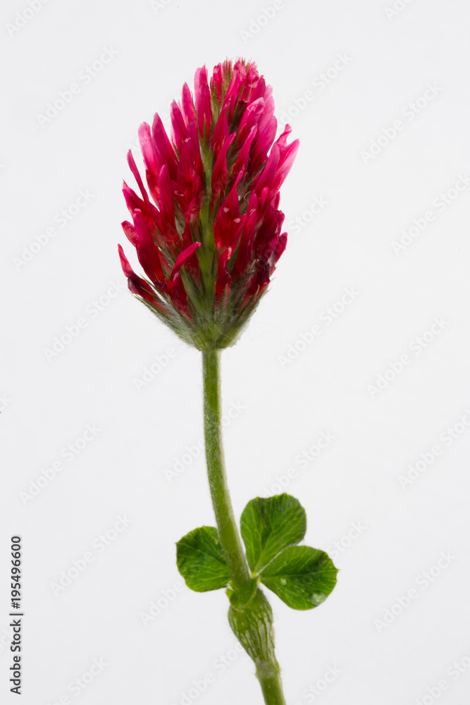 Red Clover with leaf isolated. This flower, planted in the rice fields ...