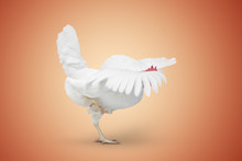 The Chicken Dance Free Stock Photo - Public Domain Pictures