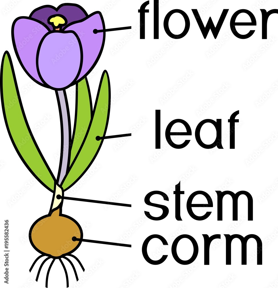 Parts of plant. Morphology of flowering crocus plant with corm, flower ...