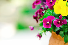 Pansy Flowers Wallpaper Background Free Stock Photo - Public Domain ...