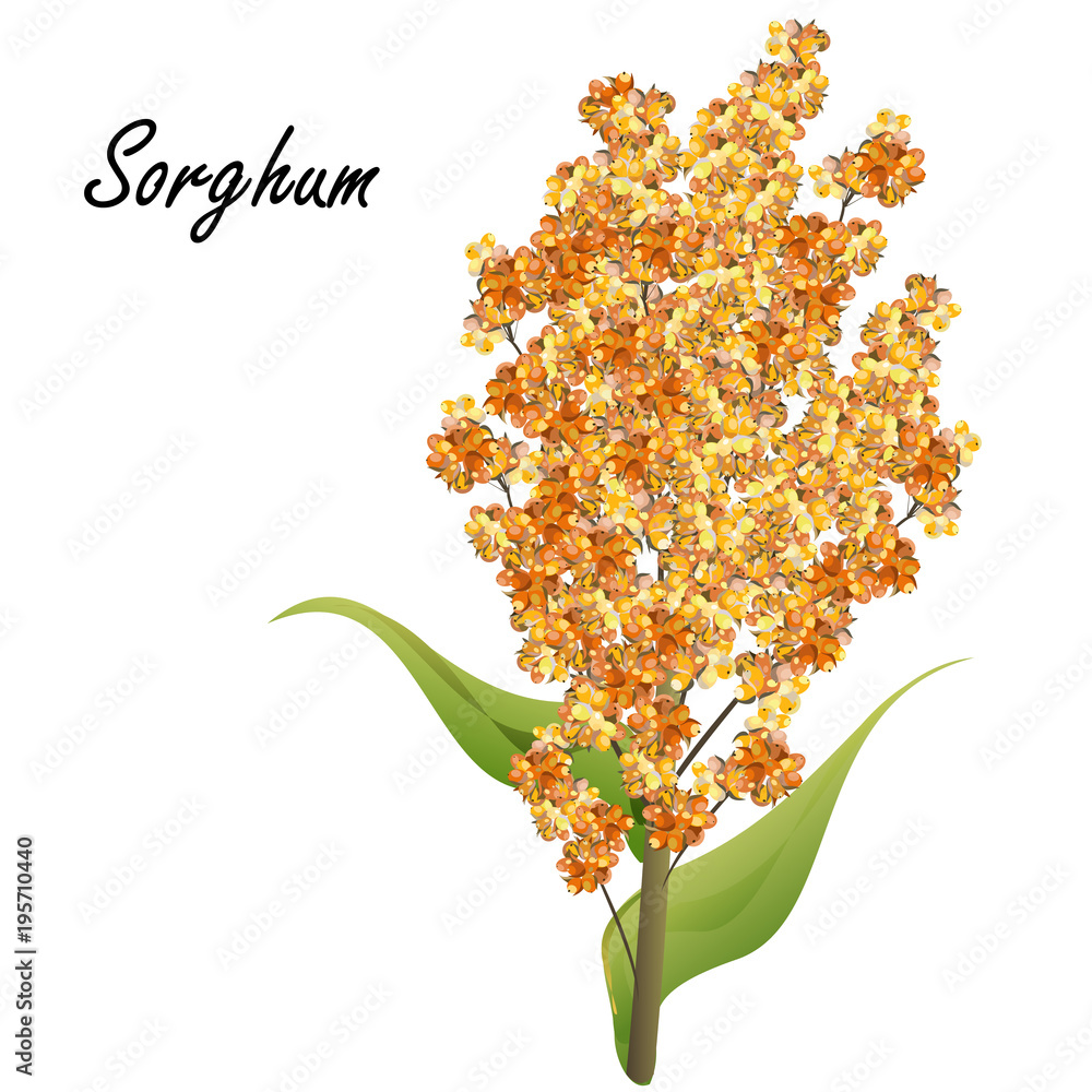 Sorghum (gaoliang, durra, milo, hegari, jowari, Sorghum bicolor). Hand ...