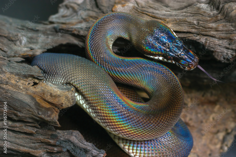Black beauty snake with colorful scale from Papua New Guinea using ...