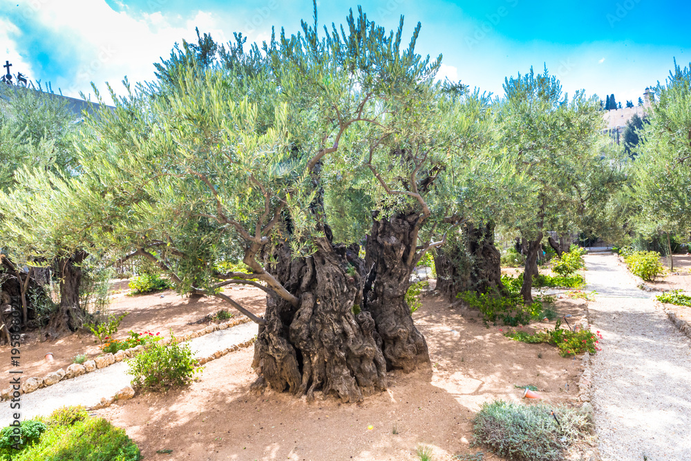 Old olive trees in the garden of Gethsemane. Famous historic place in ...
