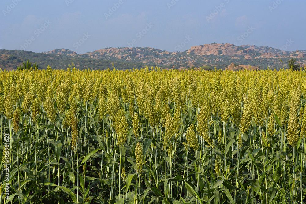 jowar crop