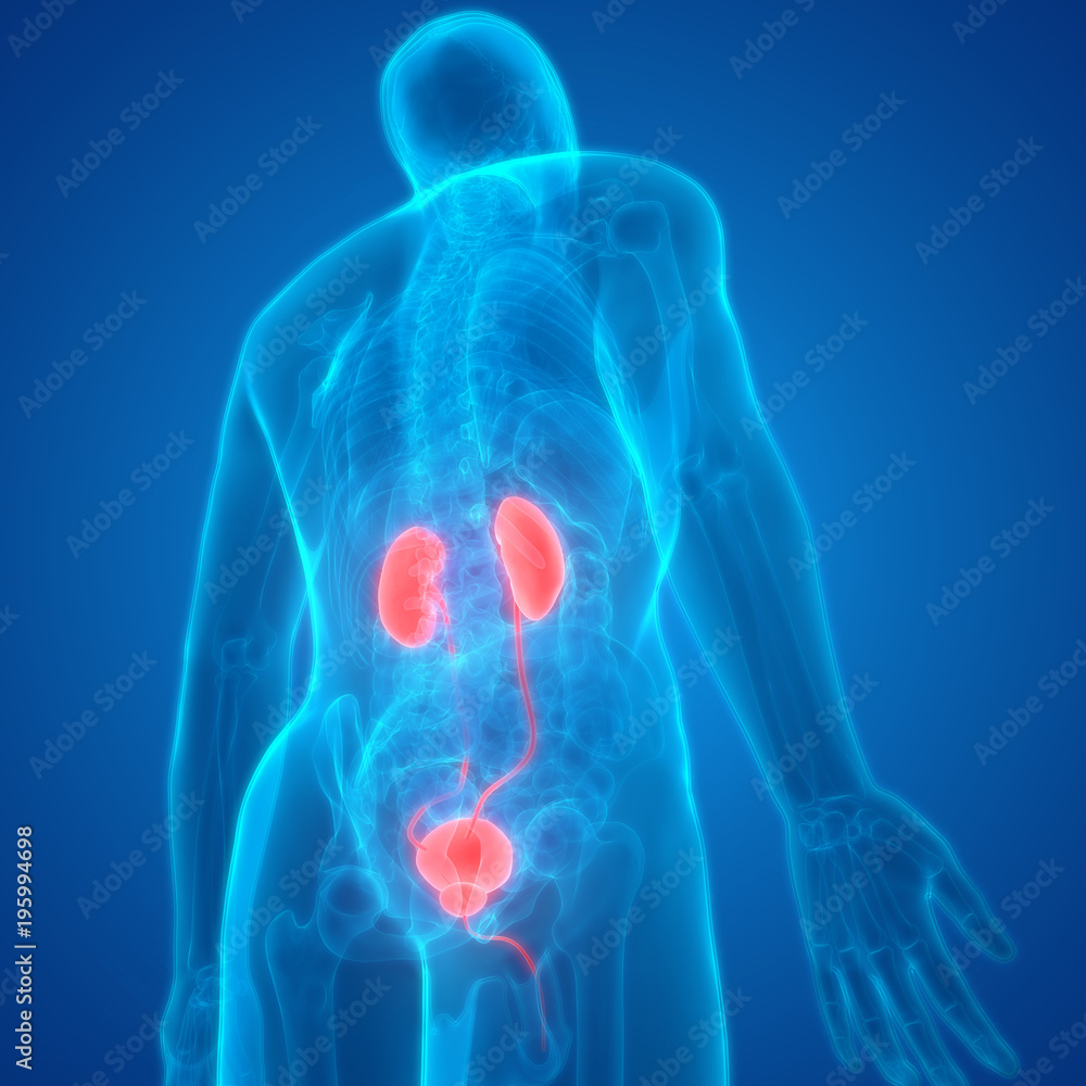 Human Body Organs (Kidneys with Urinary Bladder) Anatomy Stock ...