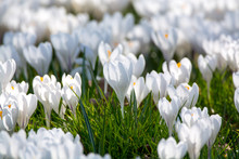 White Crocus Free Stock Photo - Public Domain Pictures