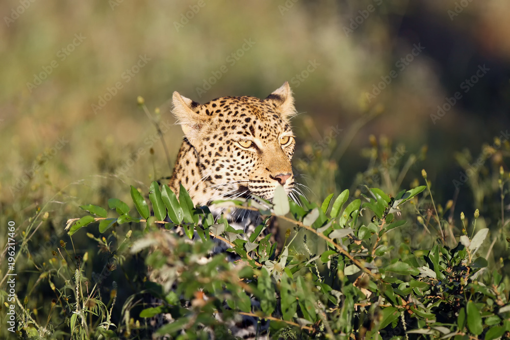 The African leopard (Panthera pardus pardus) young female portrait in ...