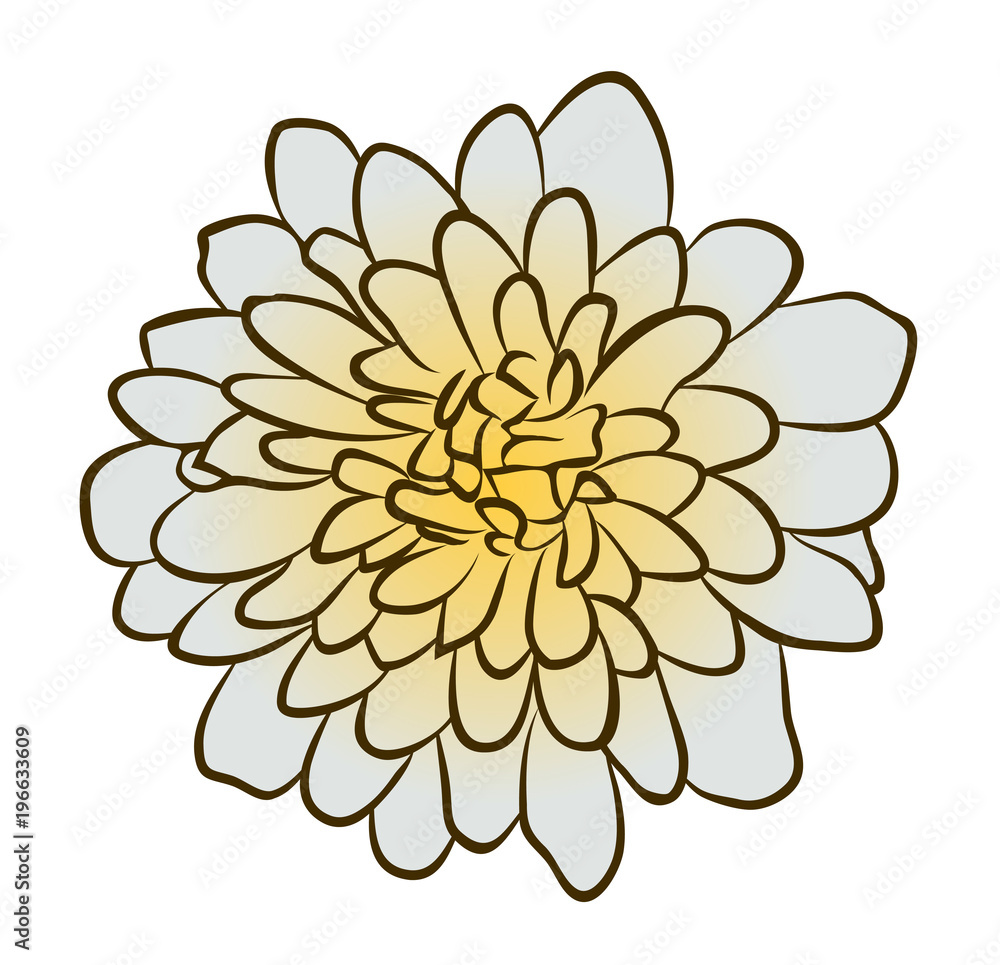Vector illustration, flat cartoon white with yellow center aster flower ...