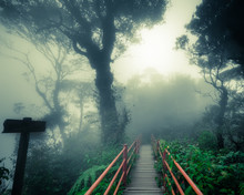 Haunted Walkway Free Stock Photo - Public Domain Pictures