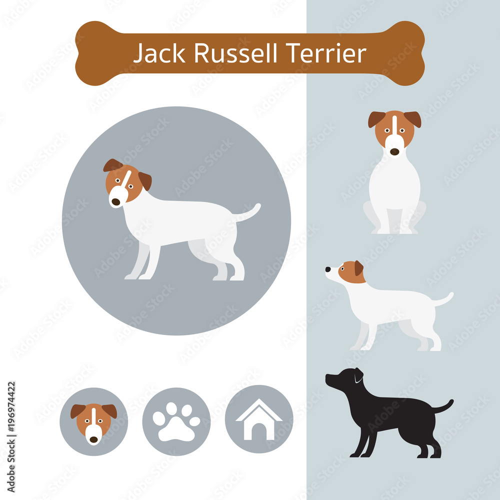 Jack Russell Dog Breed Infographic, Front and Side View, Icon Stock ...