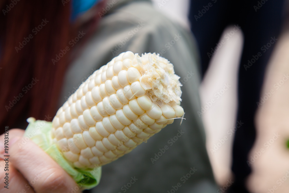 Japanese Corn (Sweet Corn Mirai F1) in greenhouse supported by string ...
