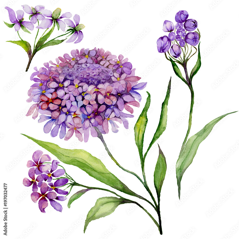 Beautiful purple iberis flower on a stem. Floral set (candytuft flowers ...