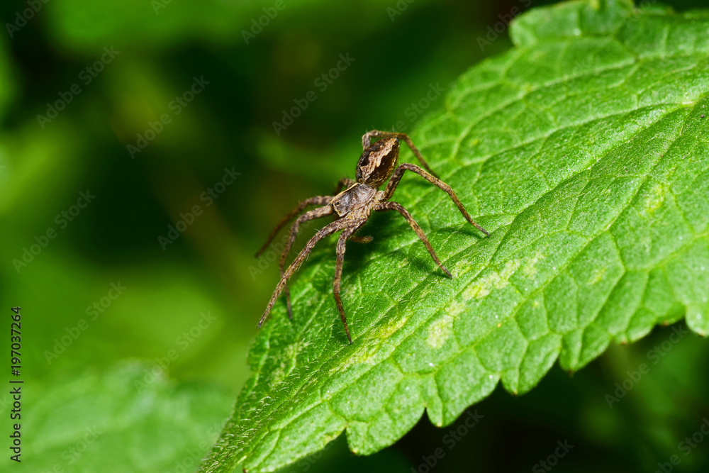 Macro side view of a brown-gray wolf-spider Arachnida sitting on a ...