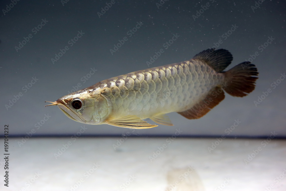 Arowana beautiful and expensive fish swimming in the freshwater tank ...