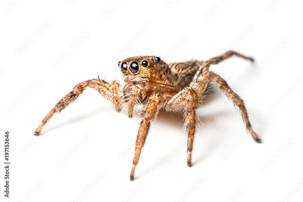 jumping spider on white background Stock Photo | Adobe Stock