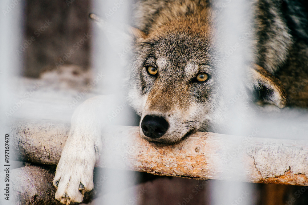 Outdoor wolf portrait. Wild carnivore predator at nature after hunting ...