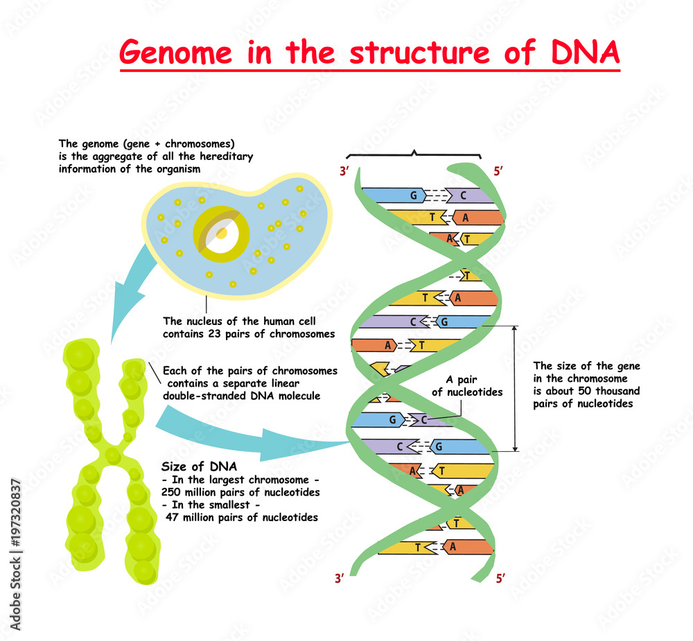 Stockvector Genome in the structure of DNA. genome sequence. Telomere ...