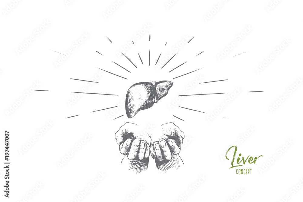 Liver concept. Hand drawn human liver anatomy in hands. Part of human ...