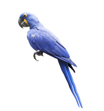 Turquoise Macaw Free Stock Photo - Public Domain Pictures