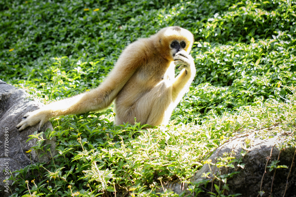 Image of female northern white-cheeked gibbon on nature background ...