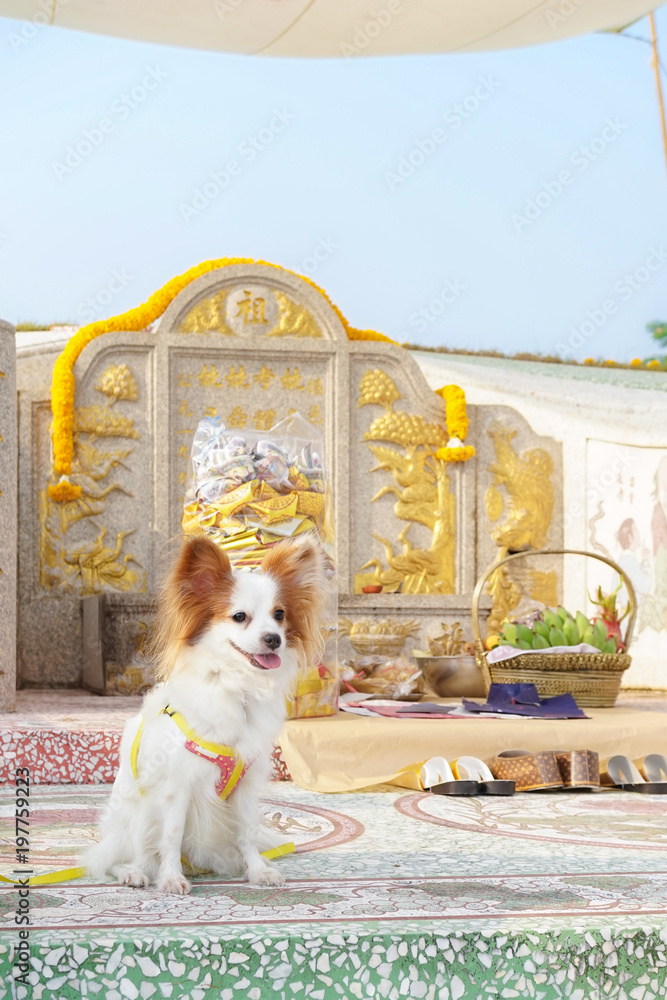 Cute dog in front of the worship altar at the graveyard of ancestors in ...