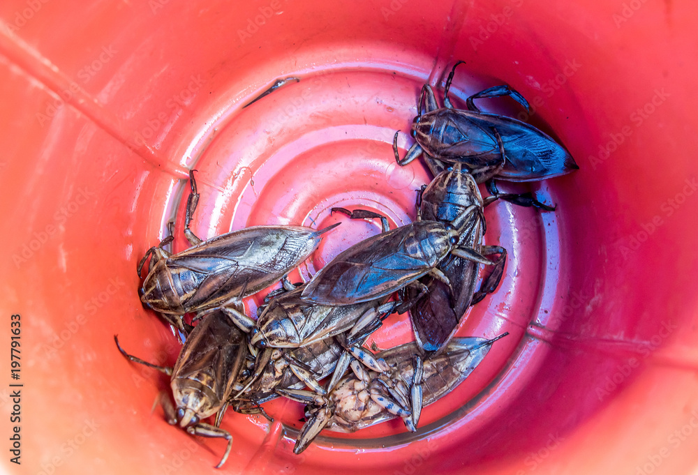 Offer of living insect on street market at Laos. Large Giant Water Bug ...