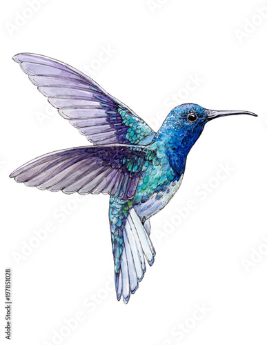 Hand-drawn Hummingbird on white background (isolated) - Buy this stock ...
