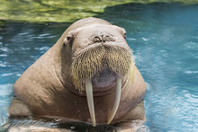 Walrus Free Stock Photo - Public Domain Pictures