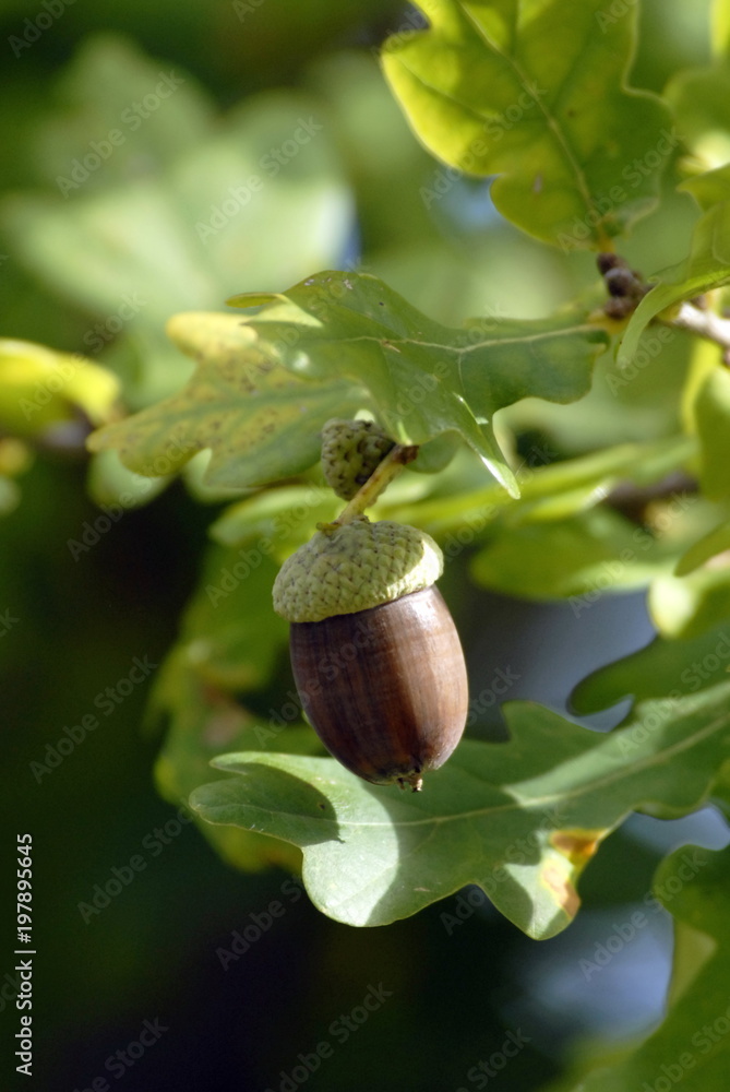 Gland, fruit du chêne Stock Photo | Adobe Stock