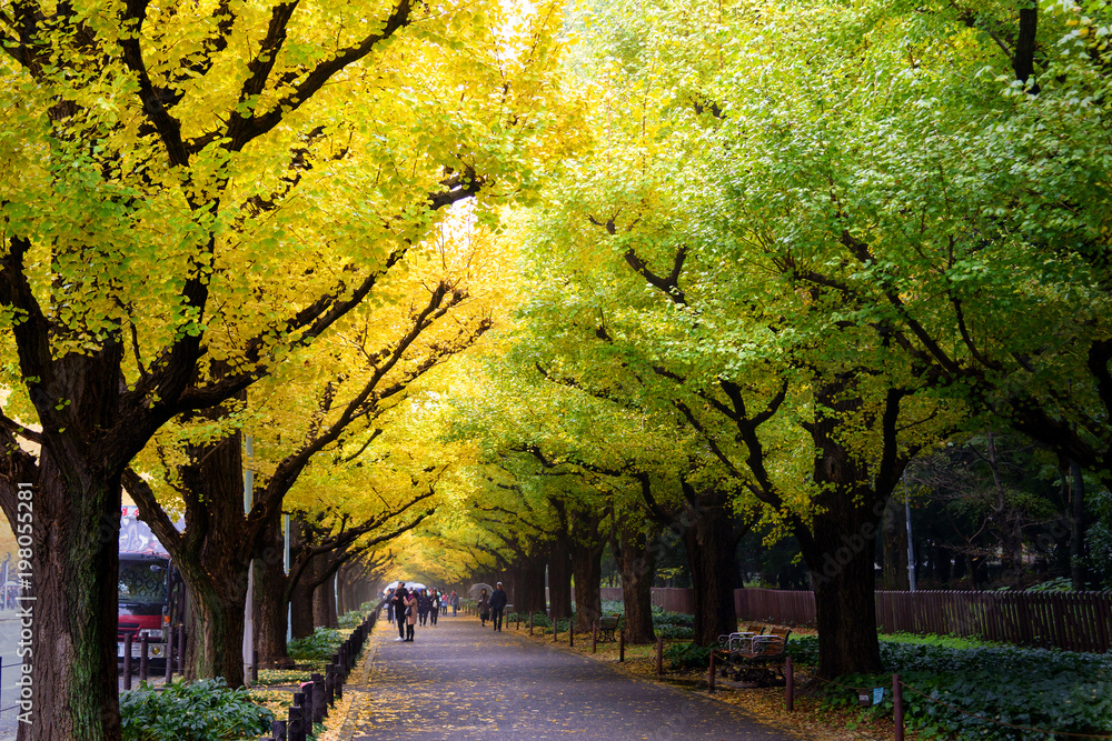 Icho Namiki/Ginkgo Avenue, Meiji Jingu Gaien Park, japanese people and ...