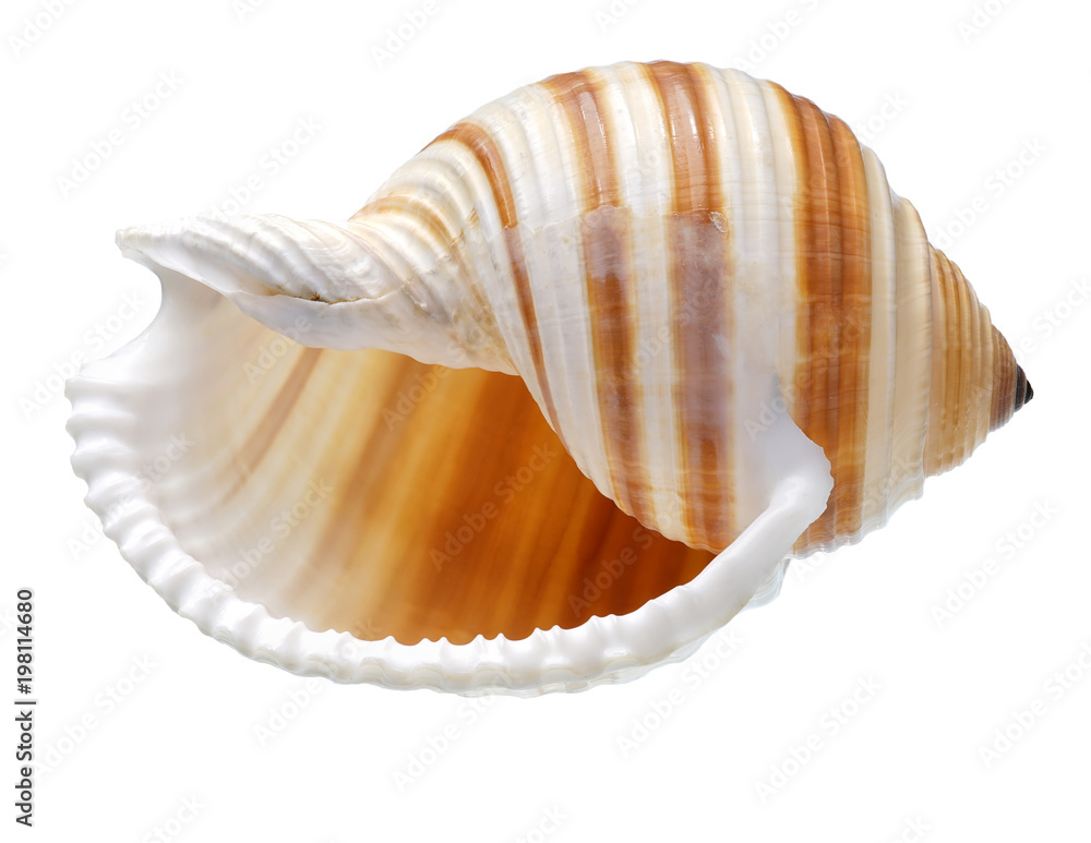Seashell isolated on white background Stock Photo | Adobe Stock