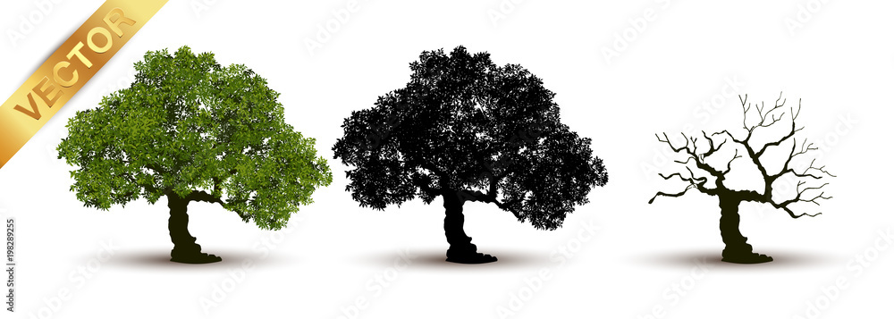 Beautiful tree Realistic on a white background. Stock Vector | Adobe Stock