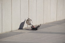 Mangled Carcass Of Dead Bird Free Stock Photo - Public Domain Pictures