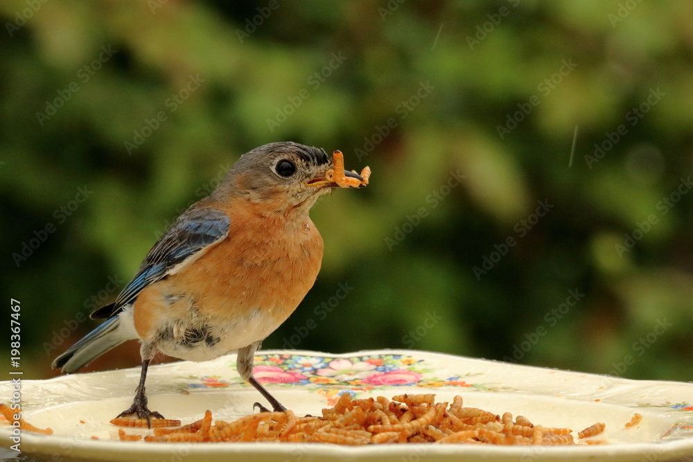 A female Eastern Bluebird gathers meal worms from the feeder to carry ...