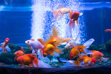 Fish In Bubble Free Stock Photo - Public Domain Pictures