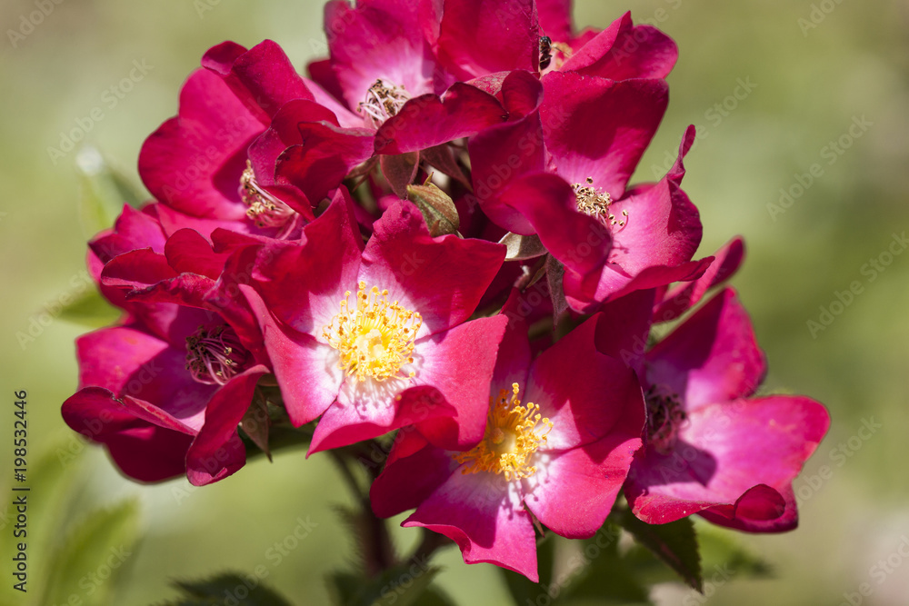 Ramo de flores rosas rosadas Stock Photo | Adobe Stock
